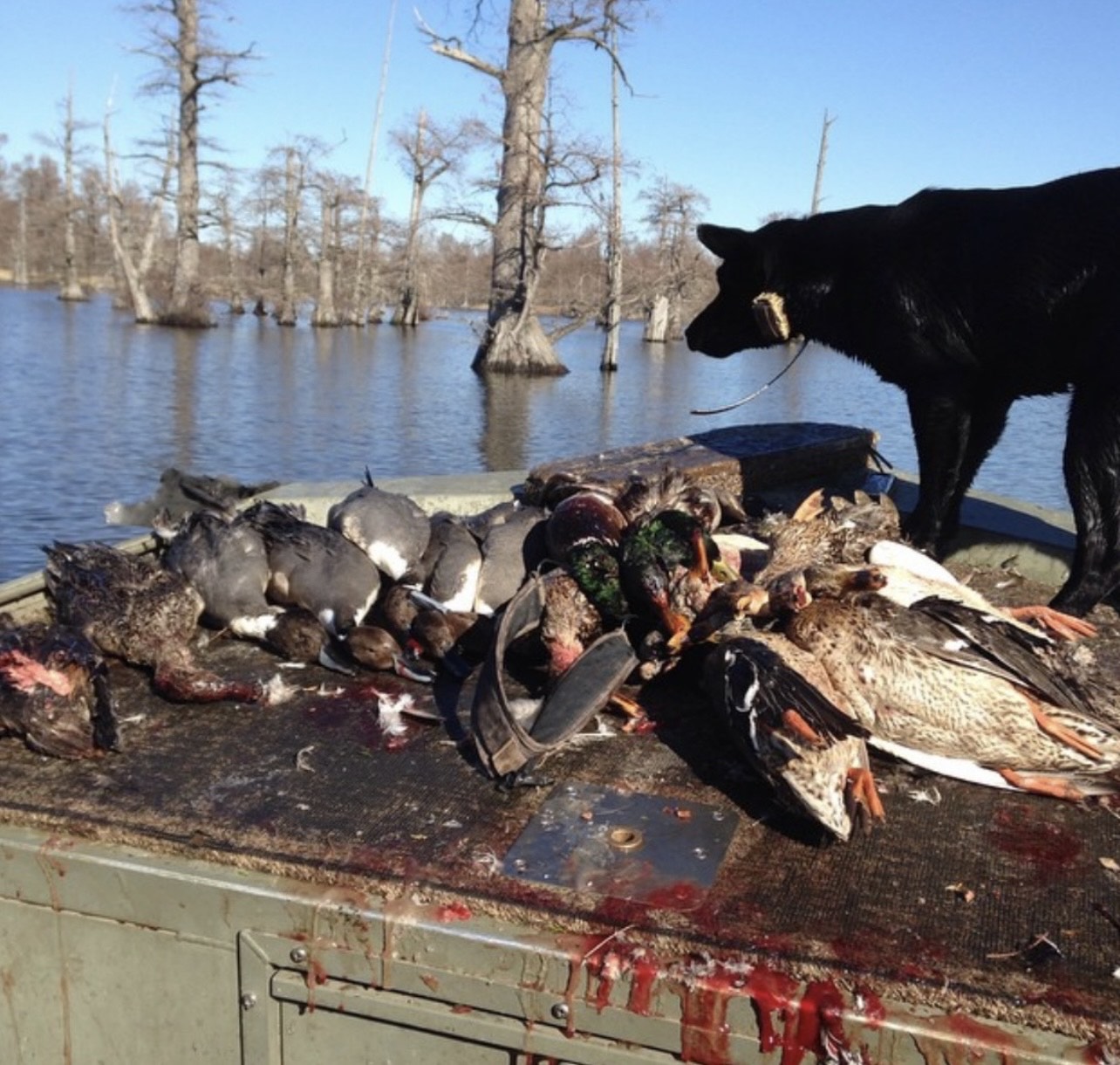 Experience the Ultimate Thrill: Guided Duck Hunts with Quake Lake ...